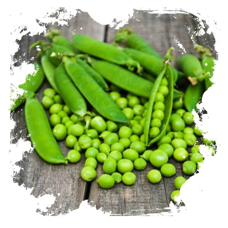 Canadian Marrowfat Peas Supplier & Exporter
