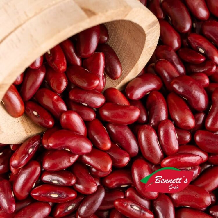 Canadian Dark Red Beans Supplier & Exporter | Bennetts Grain