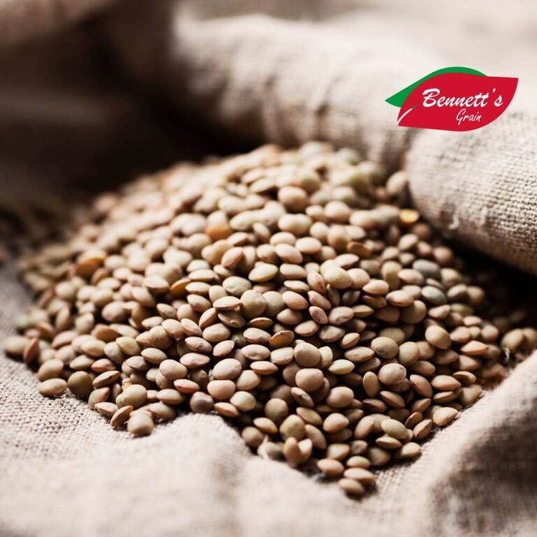 Canadian Lentils Exporting Supply & Demand