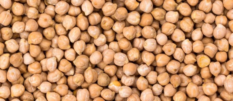 Canadian Chickpea Supplier & Exporter